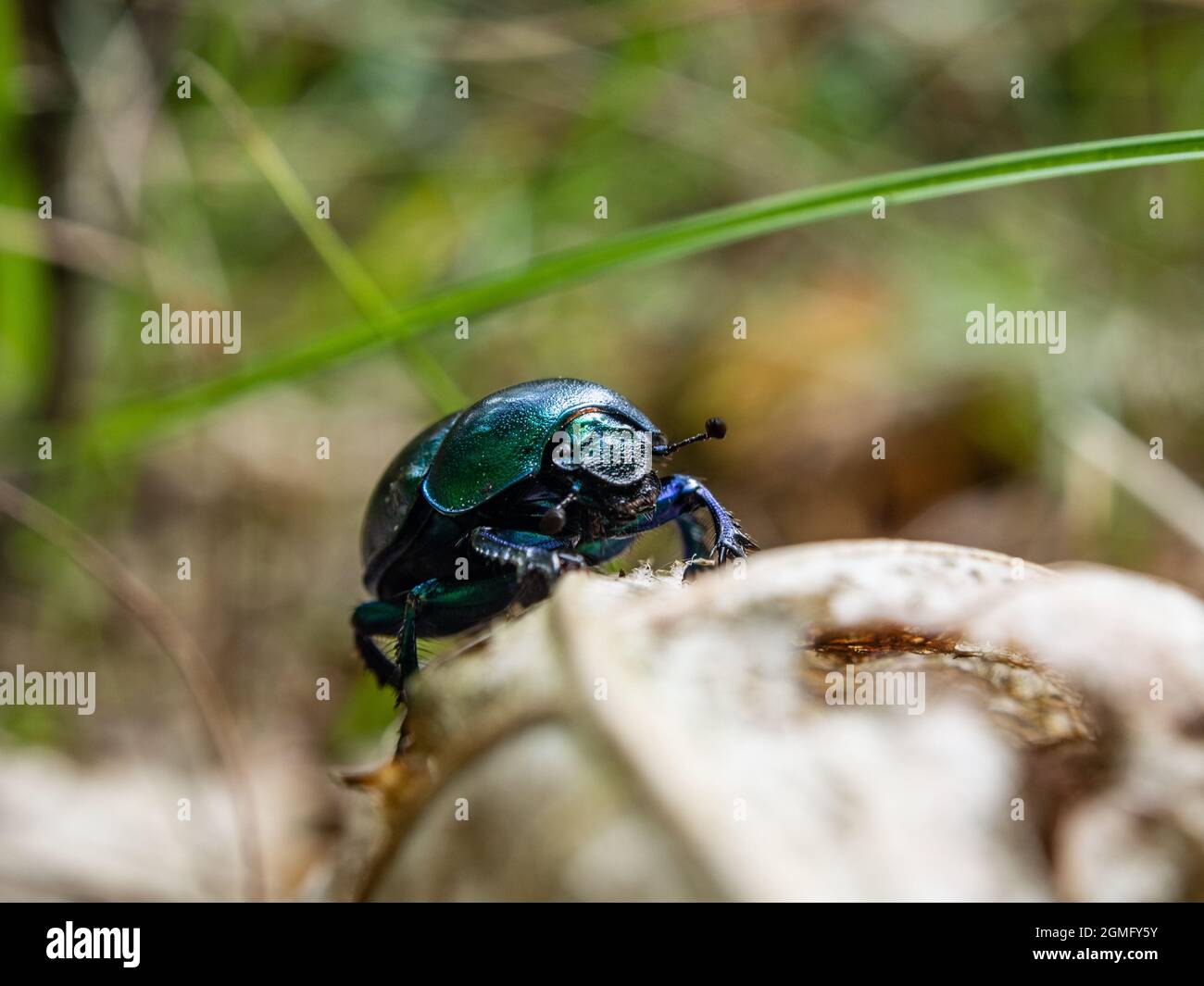 Dung beetle on a withered leaf. Macro photography, nature Stock Photo ...
