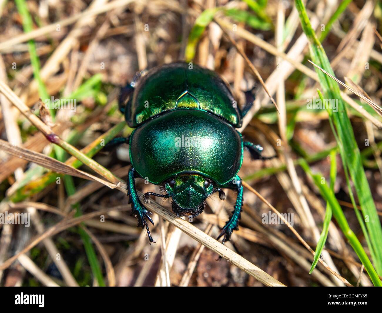 Dung beetle in the forest litter. Macro photography, nature Stock Photo ...
