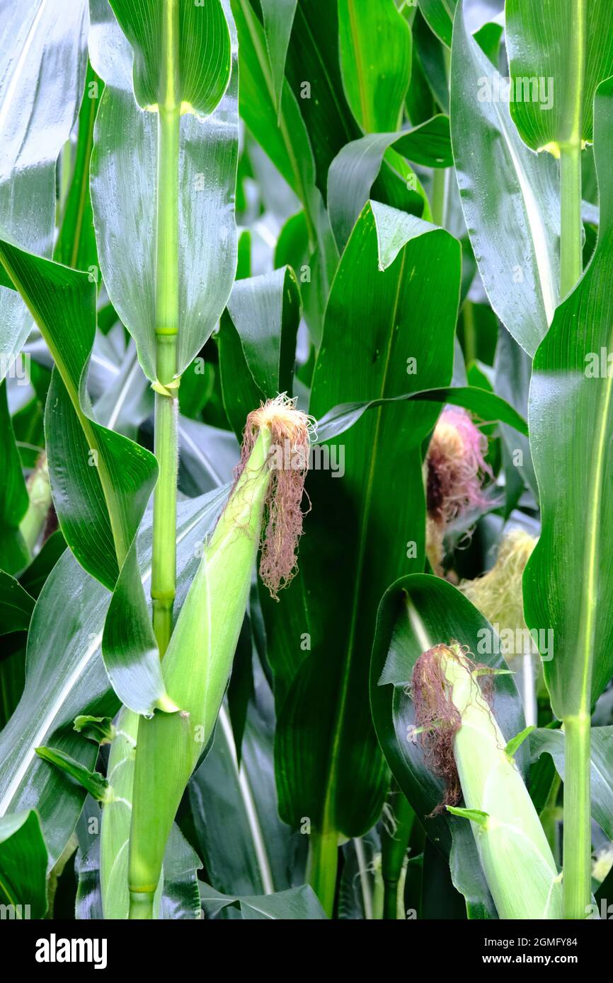 Agricultural field of corn plantations Stock Photo - Alamy