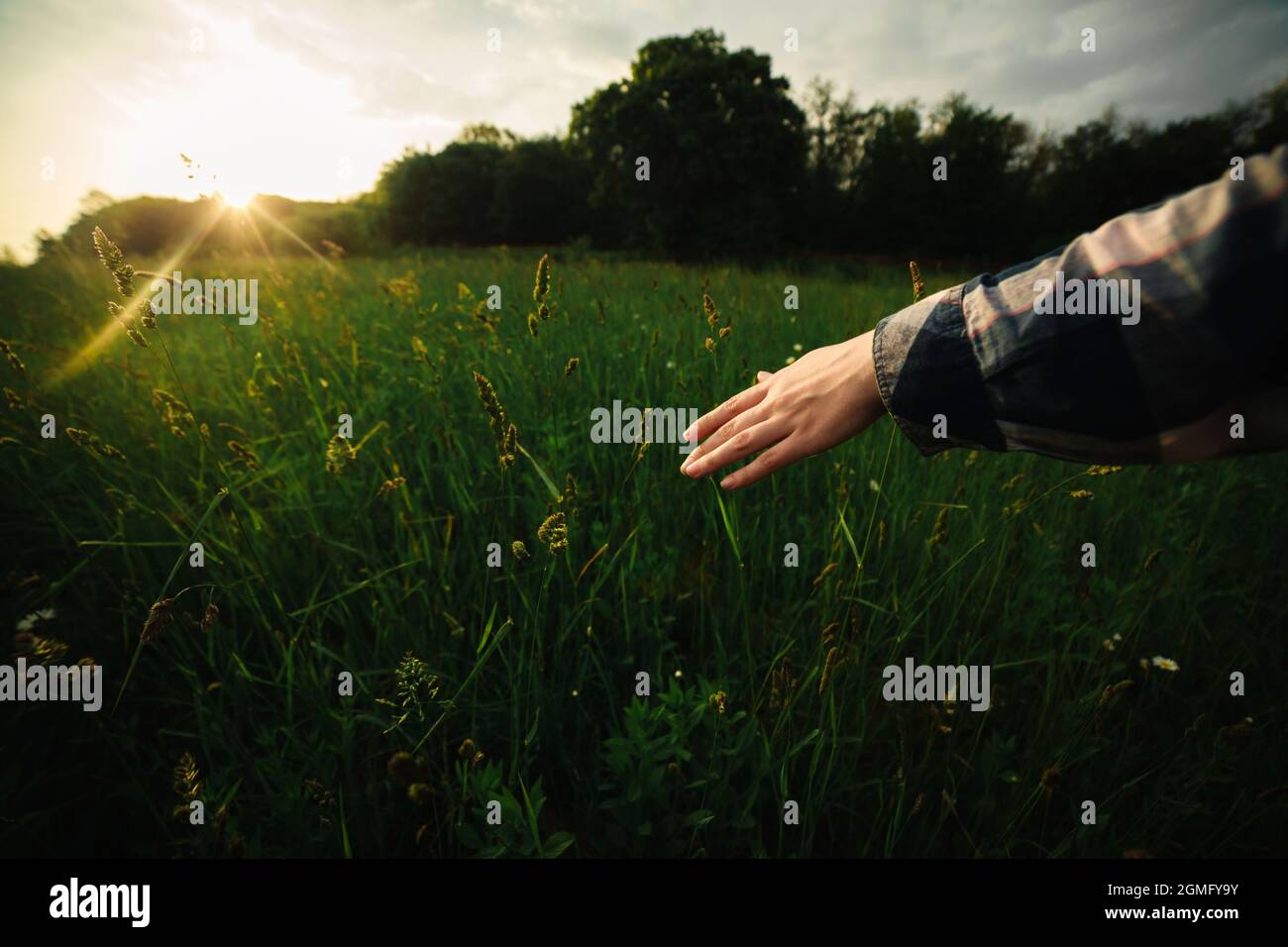 Hand touching tall grass close up hi-res stock photography and images ...