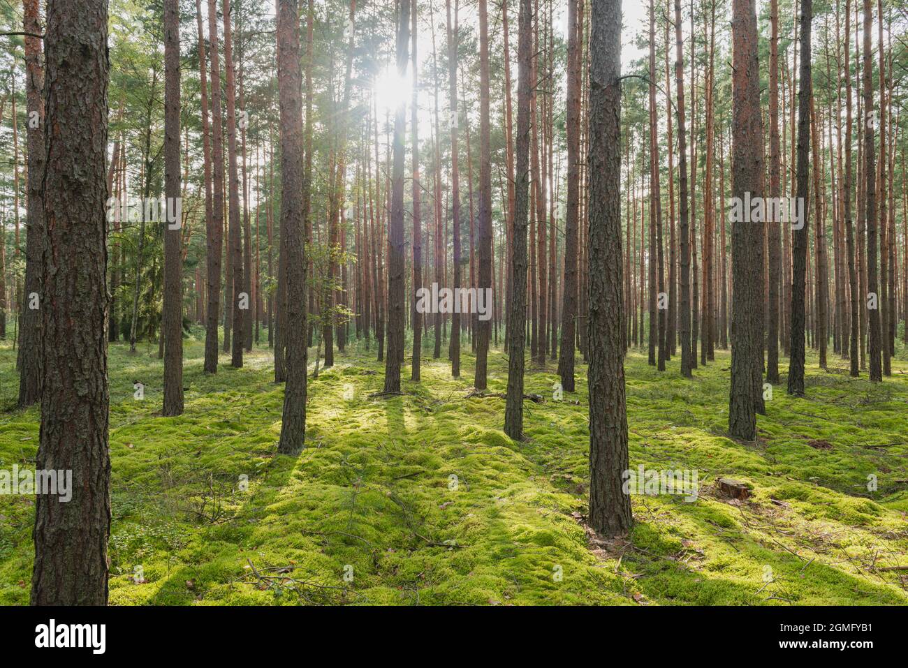 Slender tree trunks hi-res stock photography and images - Alamy