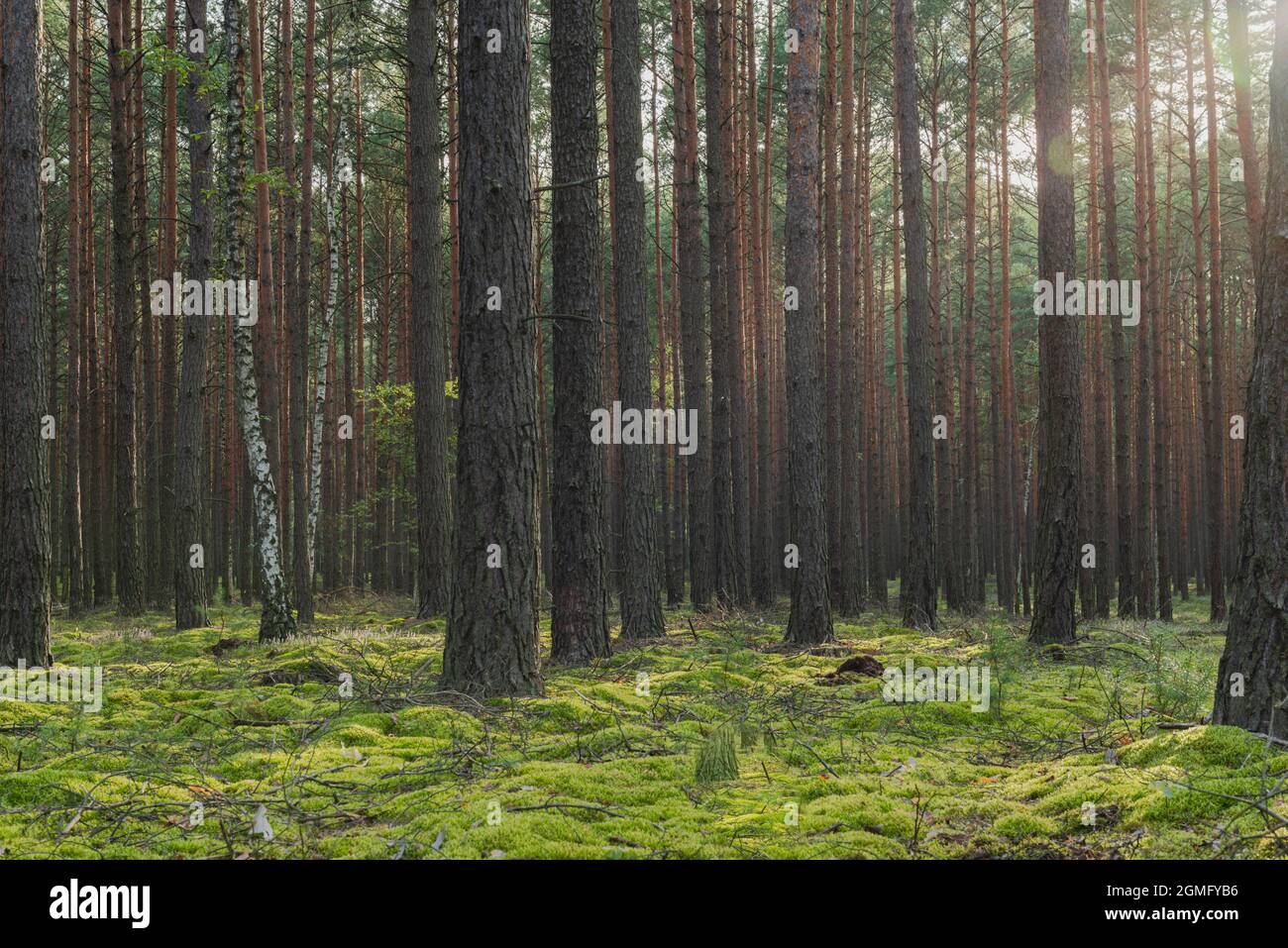 Slender tree trunks hi-res stock photography and images - Alamy