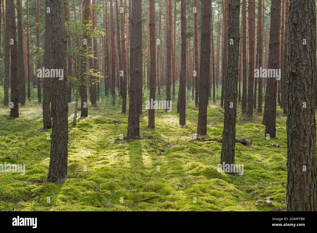 Slender tree trunks hi-res stock photography and images - Alamy