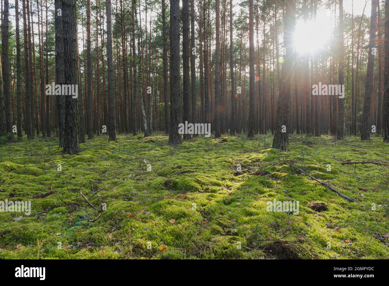 Slender tree trunks hi-res stock photography and images - Alamy