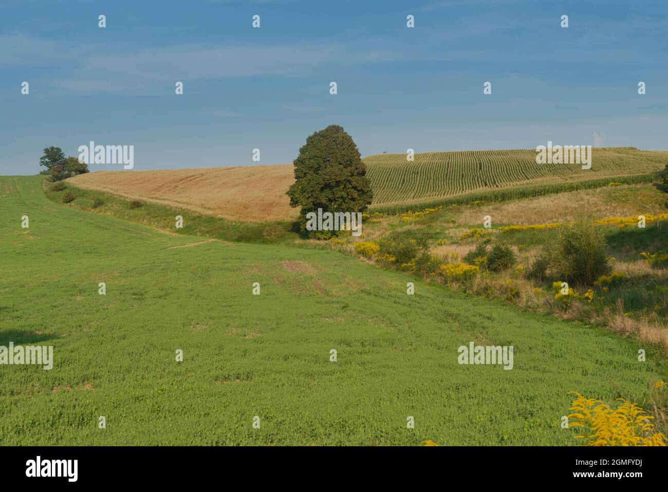 Tall tree ascent hi-res stock photography and images - Alamy