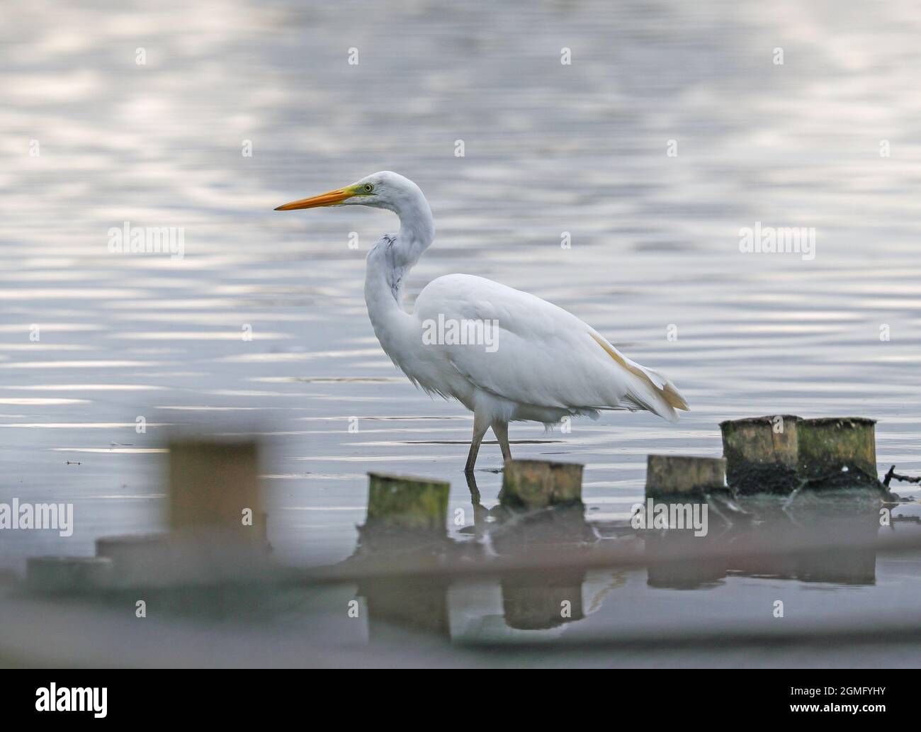 Aredea alba hi-res stock photography and images - Alamy