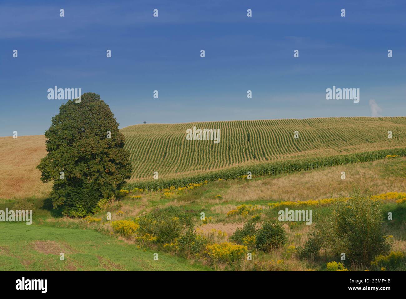 A lonely tree among fields and meadows in undulating terrain Stock ...
