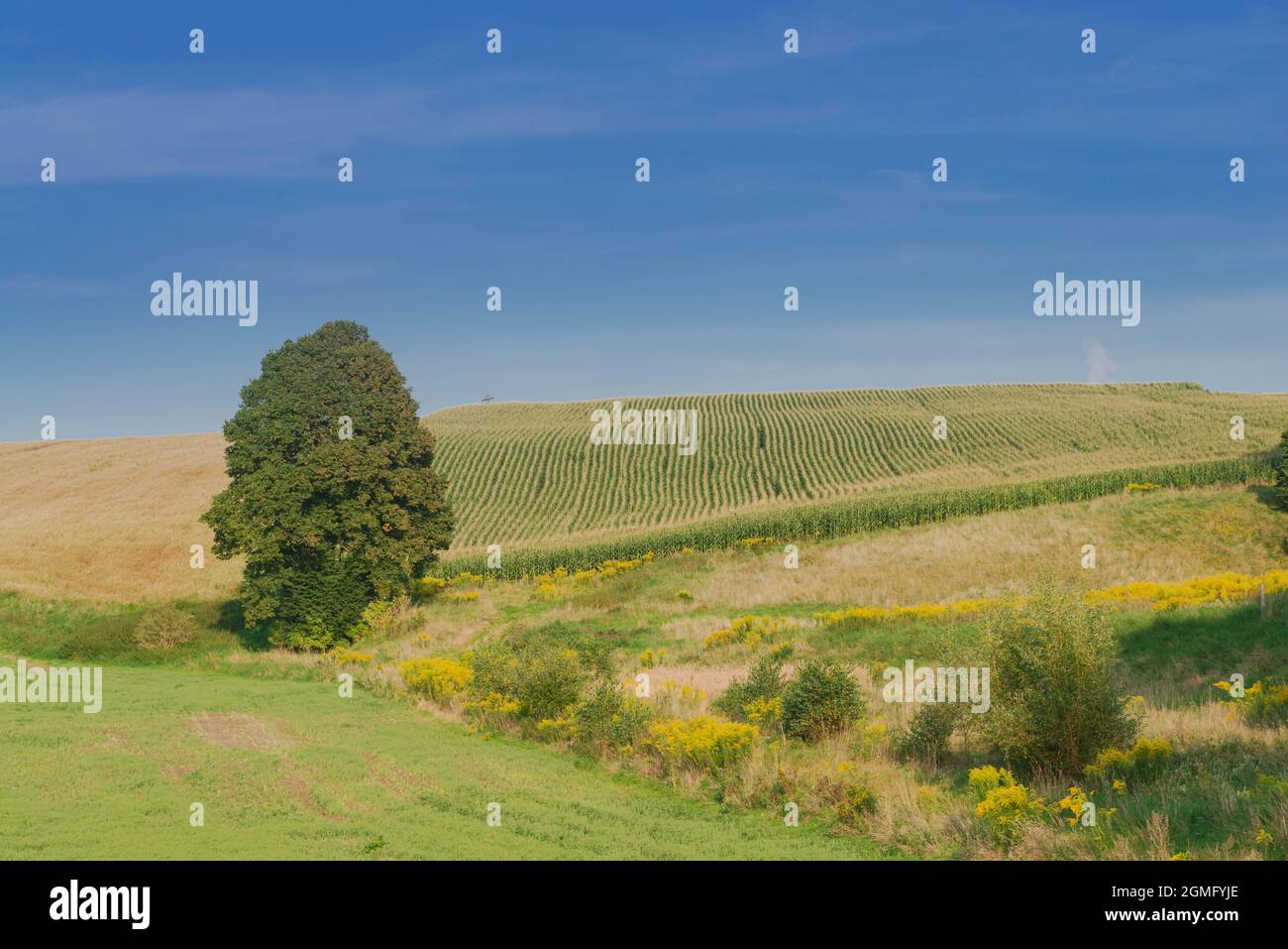 A lonely tree among fields and meadows in undulating terrain Stock ...