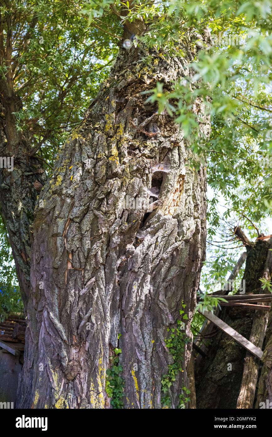 Old oak tree trunk Stock Photo - Alamy