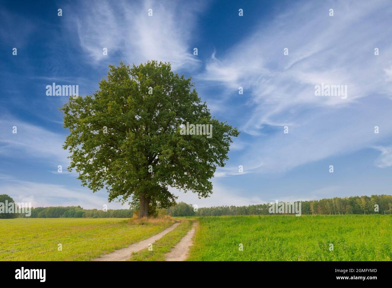 Grassy plain and tree hi-res stock photography and images - Alamy