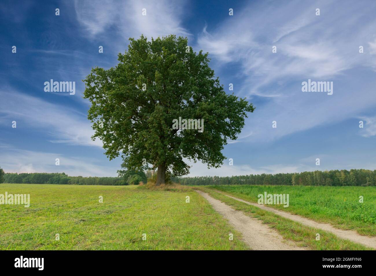 Grass grassy plain hi-res stock photography and images - Alamy