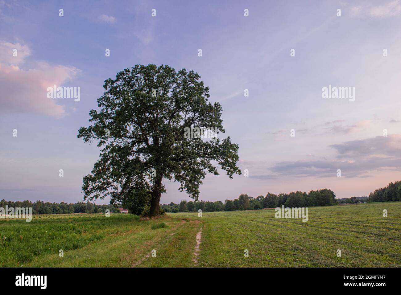 Grass grassy plain hi-res stock photography and images - Alamy