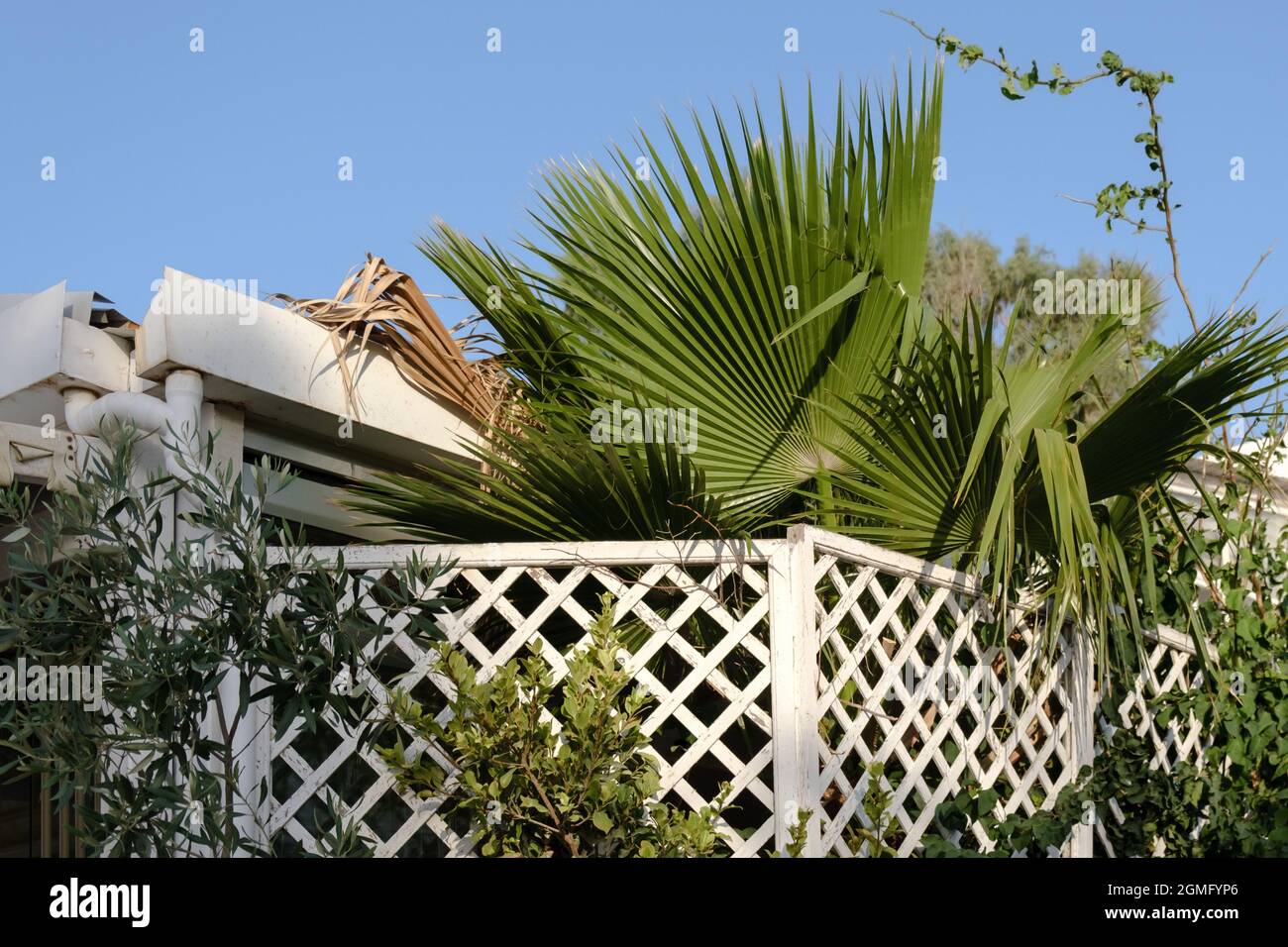 Palm trees behind fence hi-res stock photography and images - Alamy