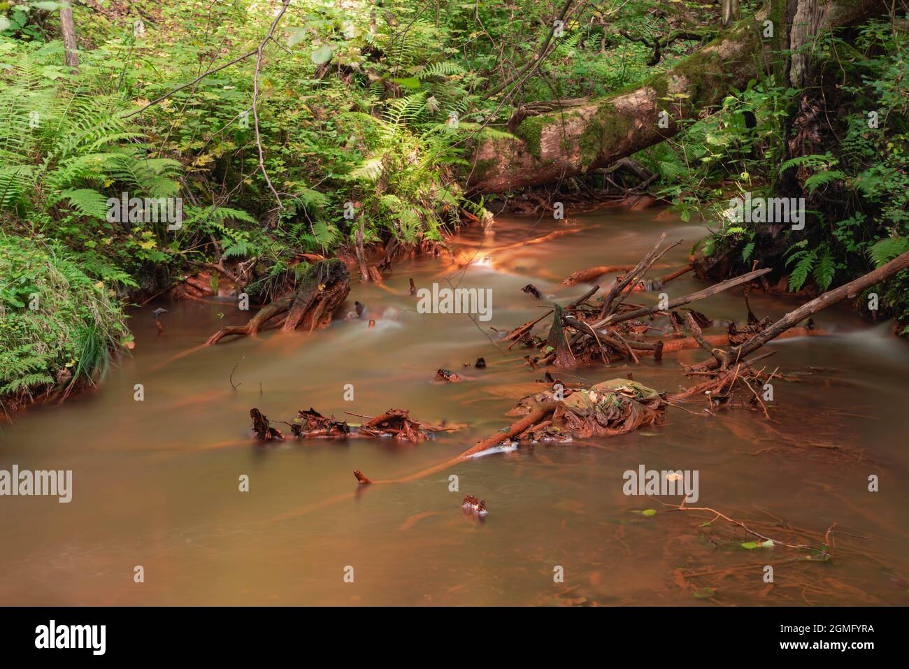 Tall, dense, deciduous forest. A deep valley with a small stream at the ...