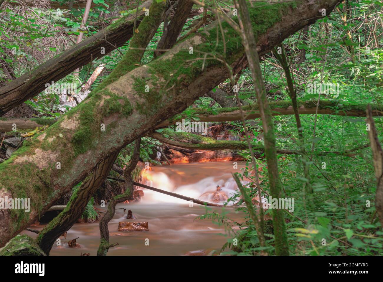Tall, dense, deciduous forest. A deep valley with a small stream at the ...