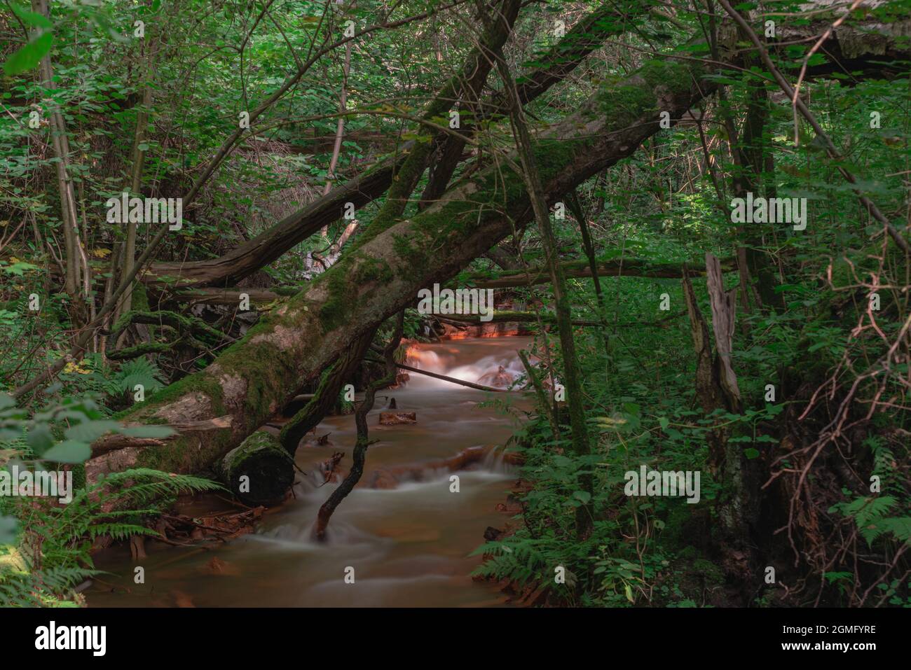Tall, dense, deciduous forest. A deep valley with a small stream at the ...