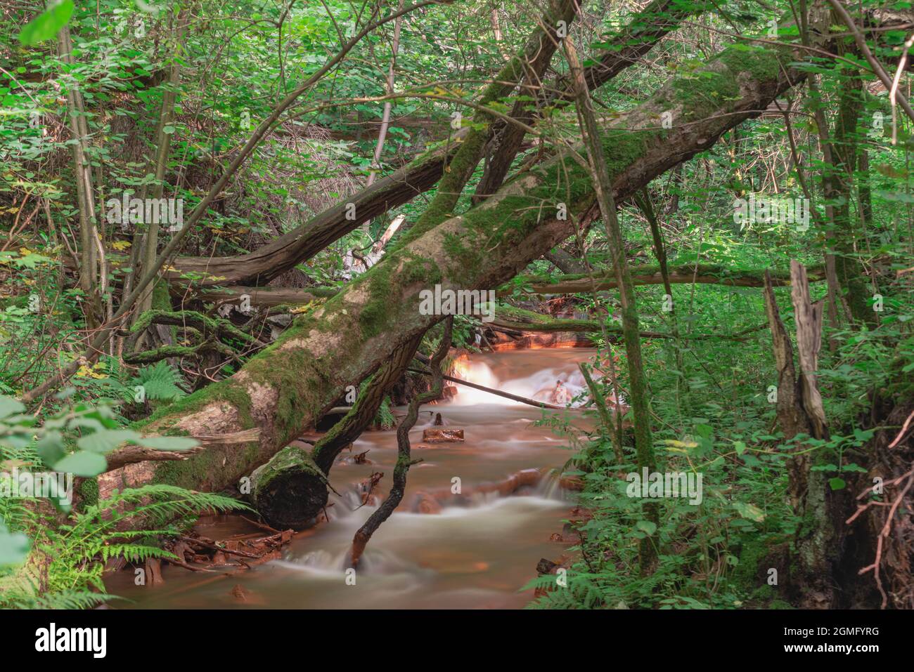 Tall, dense, deciduous forest. A deep valley with a small stream at the ...