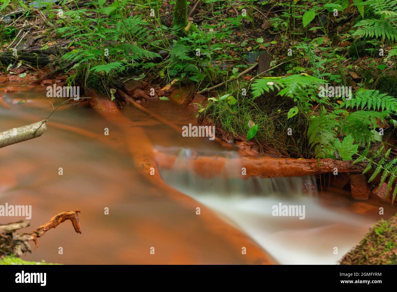 Tall, dense, deciduous forest. A deep valley with a small stream at the ...