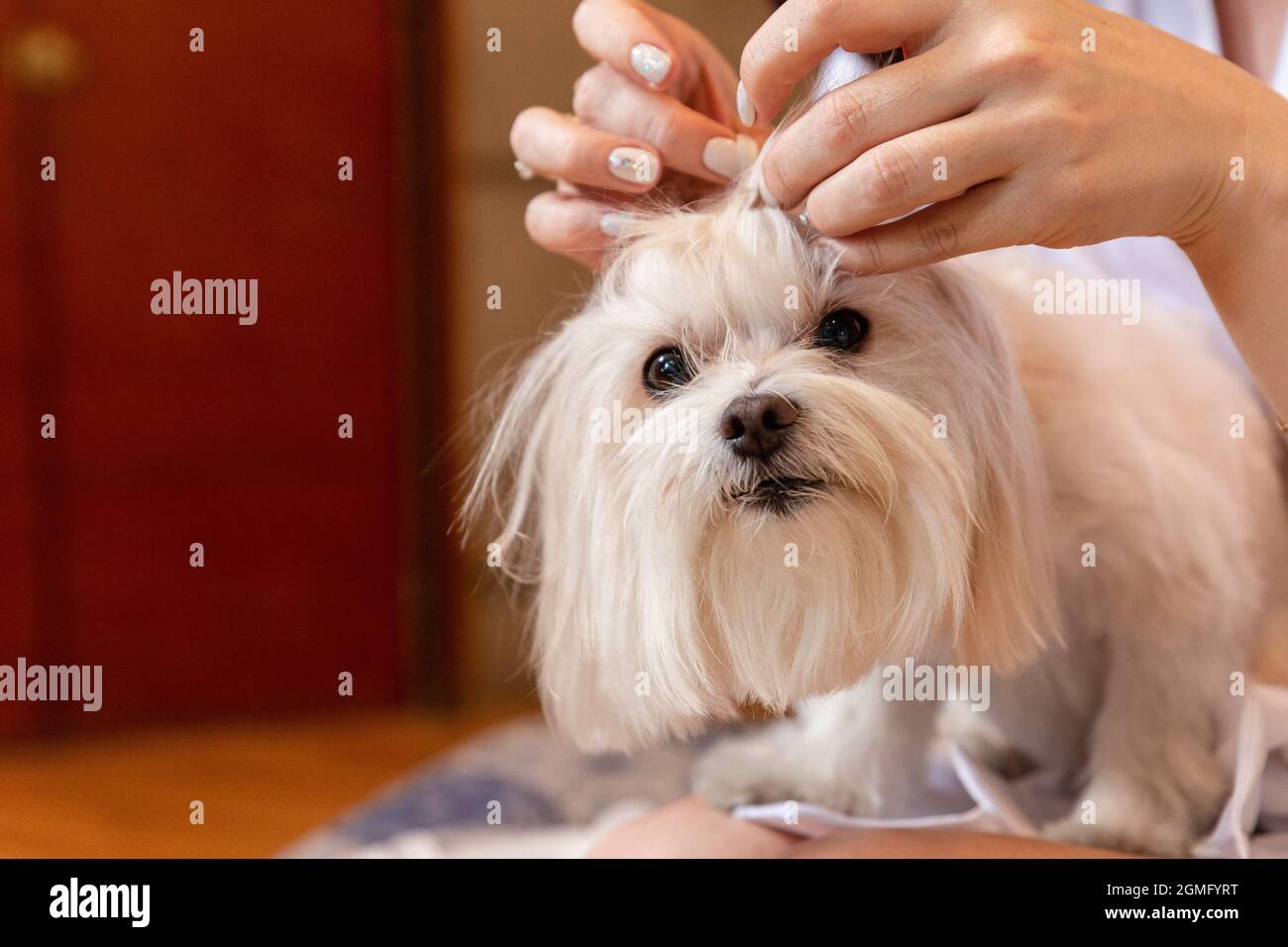 Closeup shot of a Bichon Maltese dog getting ready for the party Stock ...
