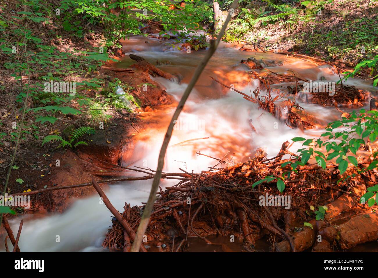 Tall, dense, deciduous forest. A deep valley with a small stream at the ...