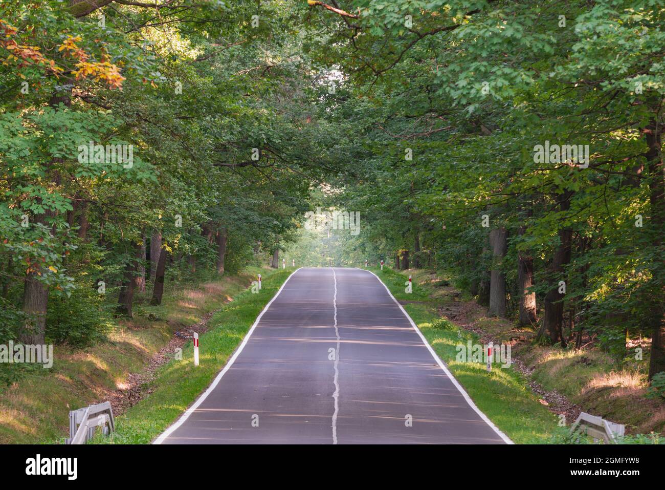 Asphalt road climbing up a small hill. There is a tall, deciduous ...