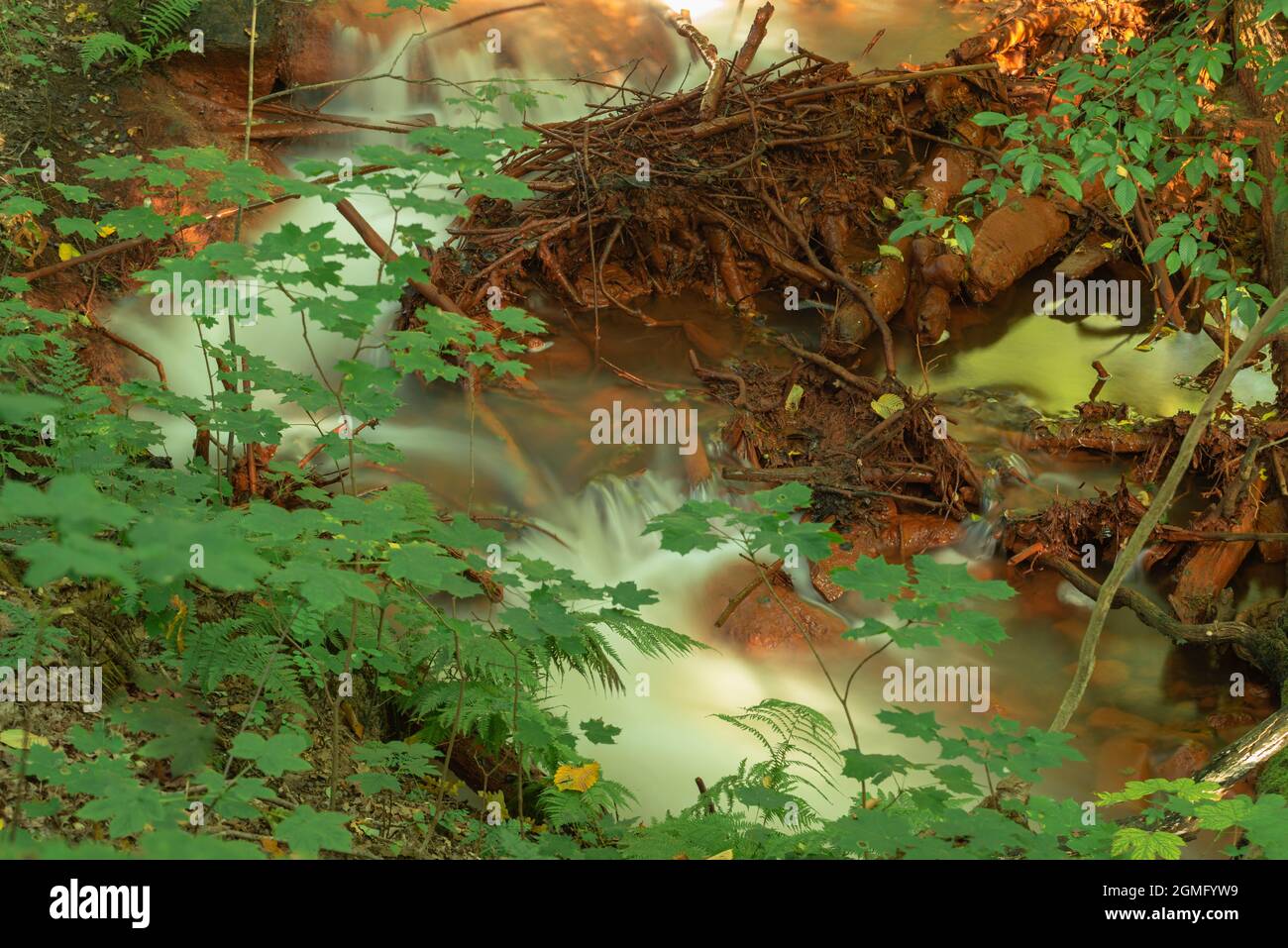 Tall, dense, deciduous forest. A deep valley with a small stream at the ...