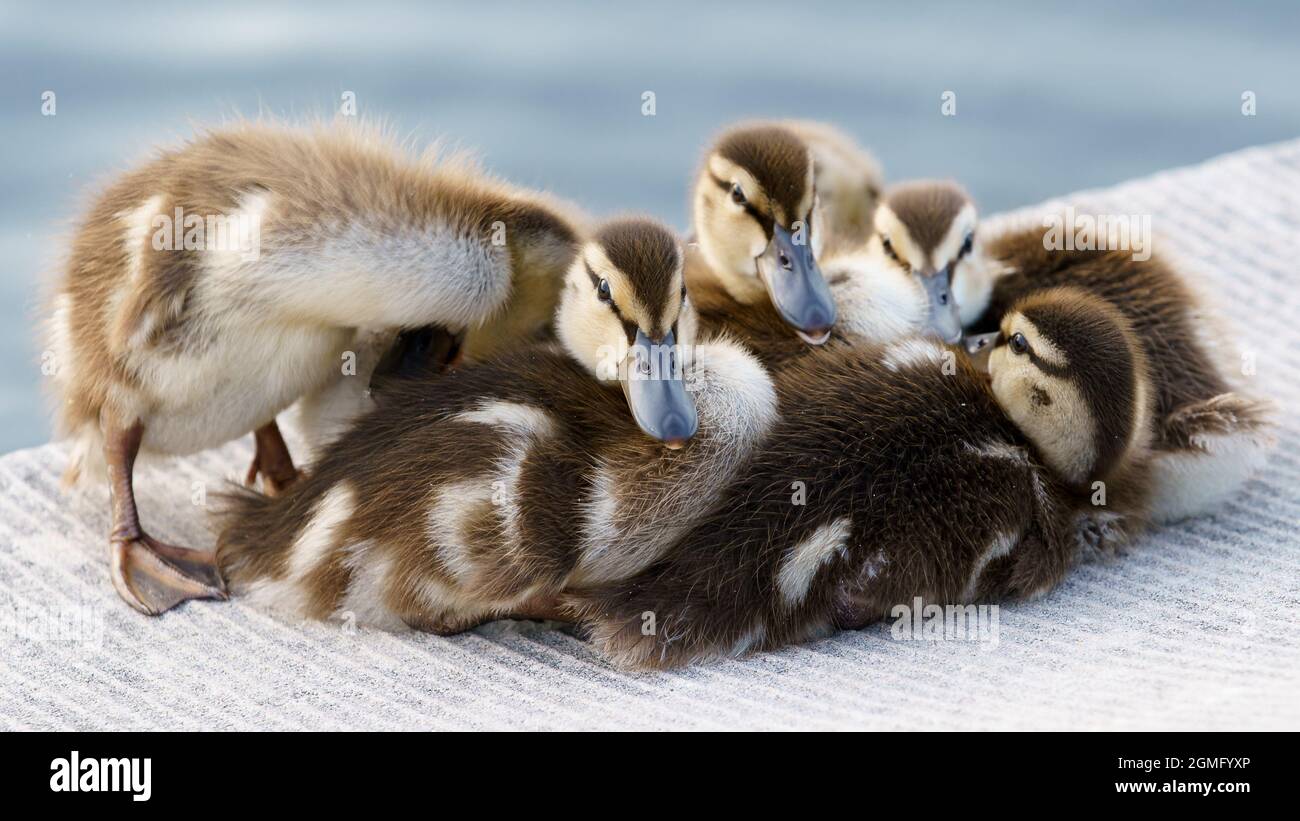 Baby Ducks Stare at Camera at United States Capitol Reflecting Pool ...
