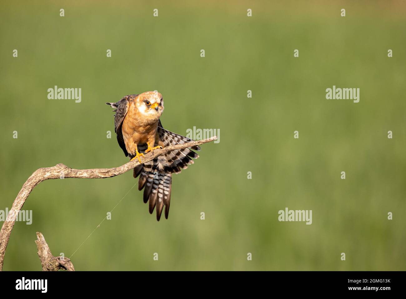 Female red footed falcon stretching its wings Stock Photo - Alamy