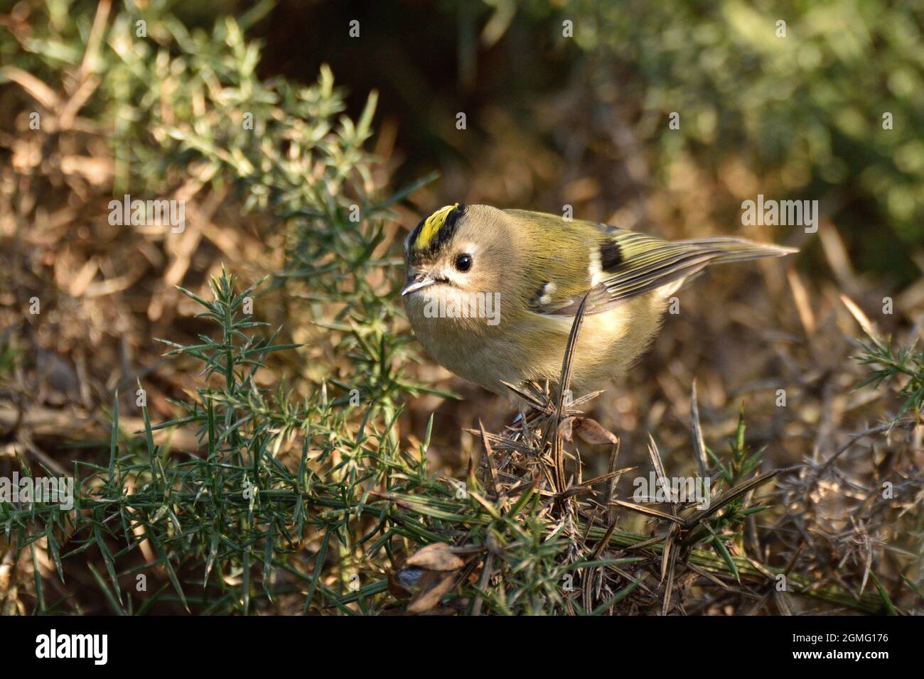 Goldcrest foraging for insects on a gorse shrub. England, UK Stock ...