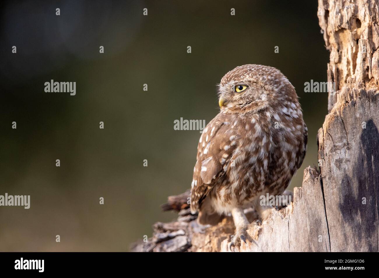 Little owl posing in its natural habitat Stock Photo - Alamy