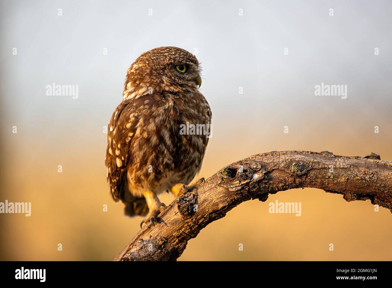 Posing owl hi-res stock photography and images - Alamy