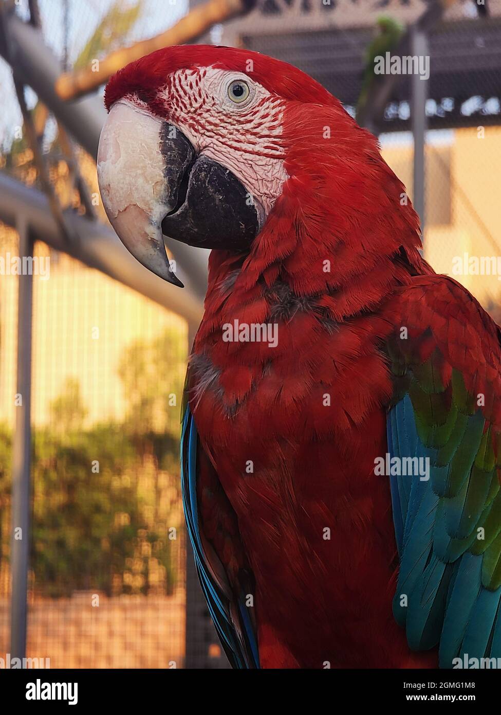 Red parrot Scarlet Macaw, bird sitting on the branch, Cairo, Egypt ...