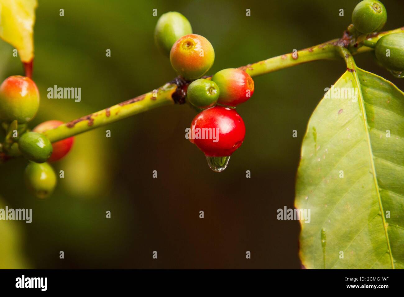 Yemen coffee hi-res stock photography and images - Alamy