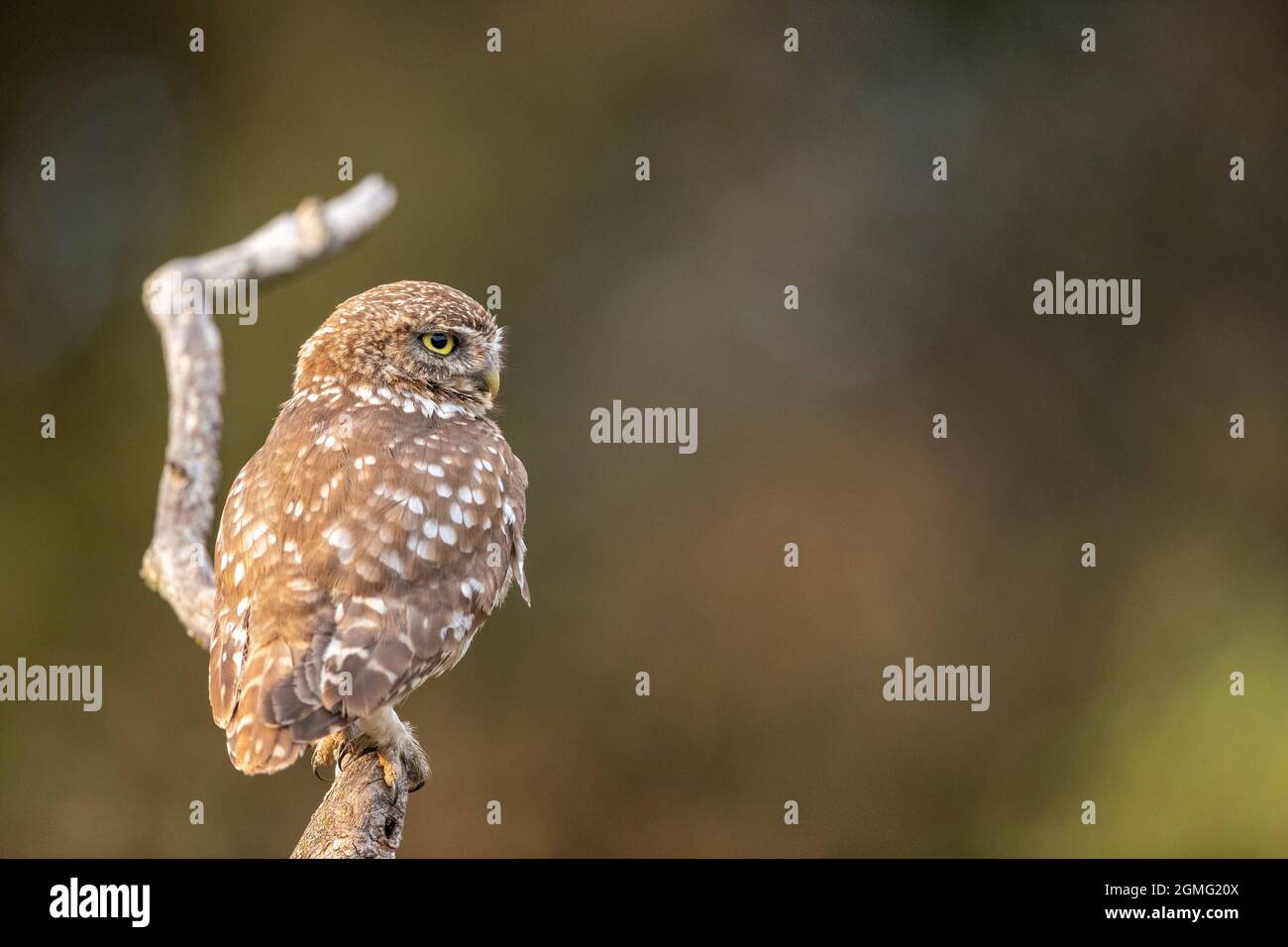 Little owl posing in its natural habitat Stock Photo - Alamy