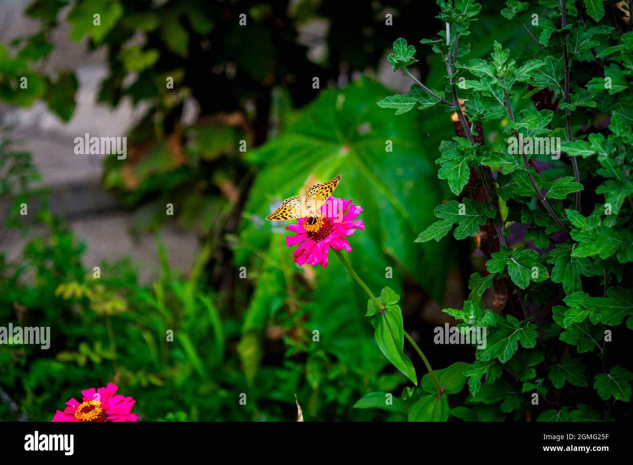 Beautiful fritillary butterfly collects nectar on Zinnia flower in the ...