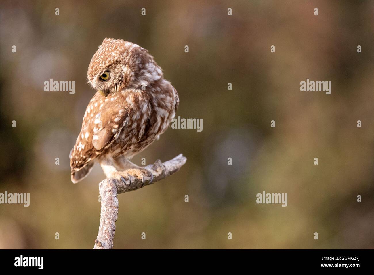 Little owl posing in its natural habitat Stock Photo - Alamy