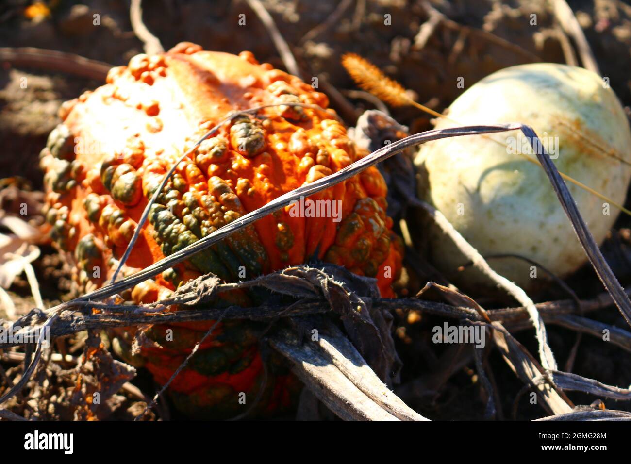 Exotic pumpkin hi-res stock photography and images - Alamy
