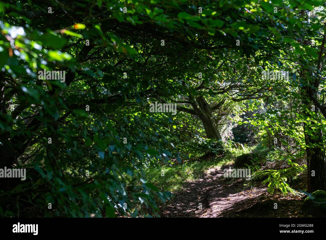 Looking up at the tree canopy of mostly Big Leaf Maple trees, Edinburgh ...