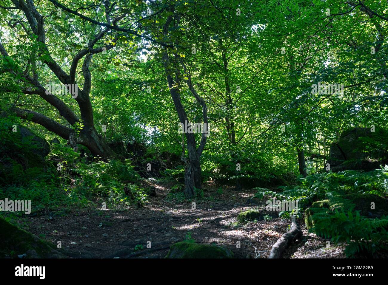 Big trees canopy hi-res stock photography and images - Alamy