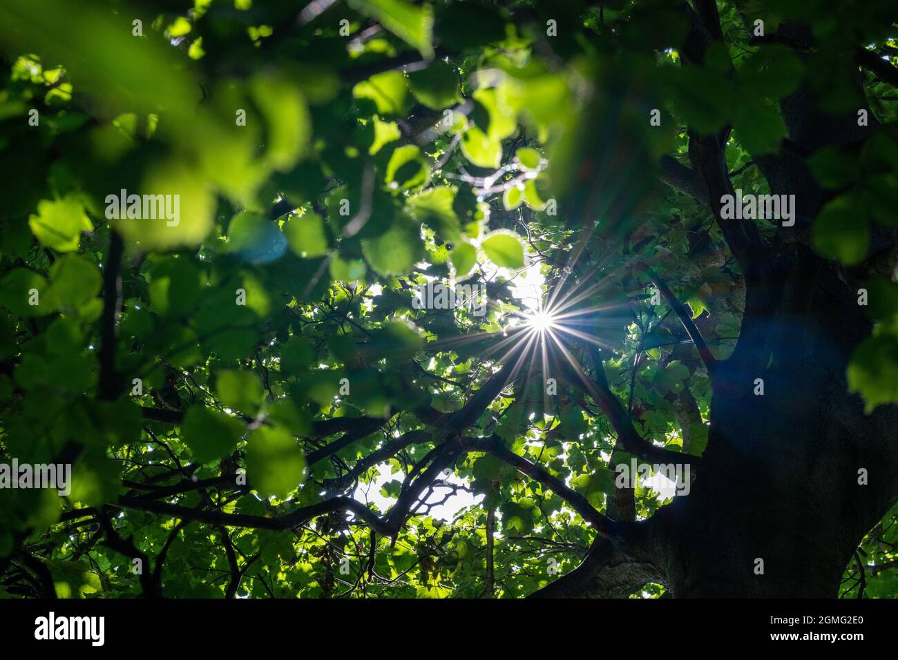 Looking up at the tree canopy of mostly Big Leaf Maple trees, Edinburgh ...