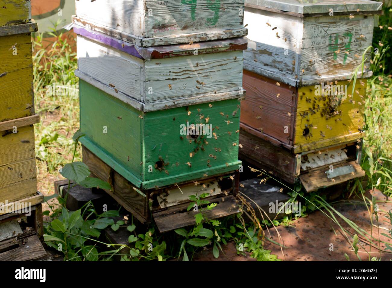 colorful beehives in the lush garden. Honey-bee colony guards the hive ...