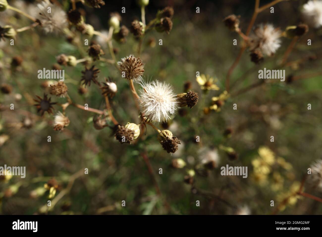 Ragwort seed heads hi-res stock photography and images - Alamy