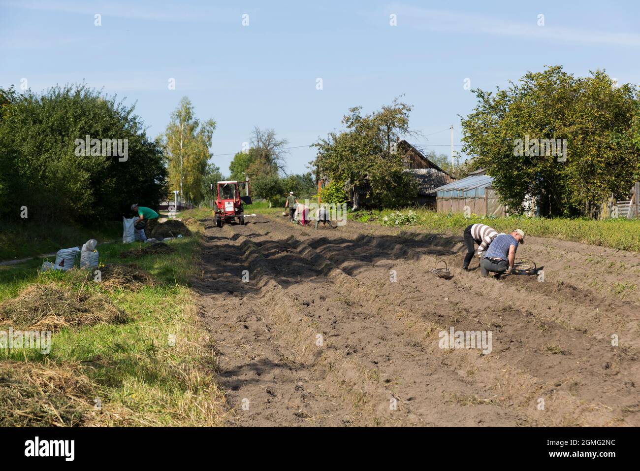 collecting potatoes in the village in a subsidiary farm. manual labor ...