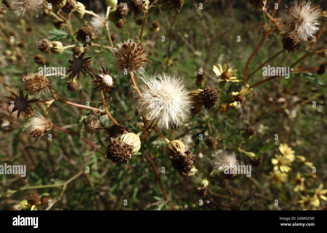 Ragwort seed heads hi-res stock photography and images - Alamy