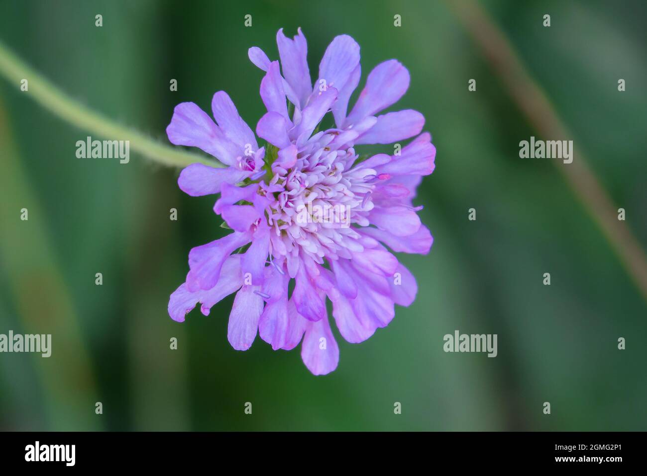 a beautiful pink violet field scabious (Knautia arvensis) growing wild ...