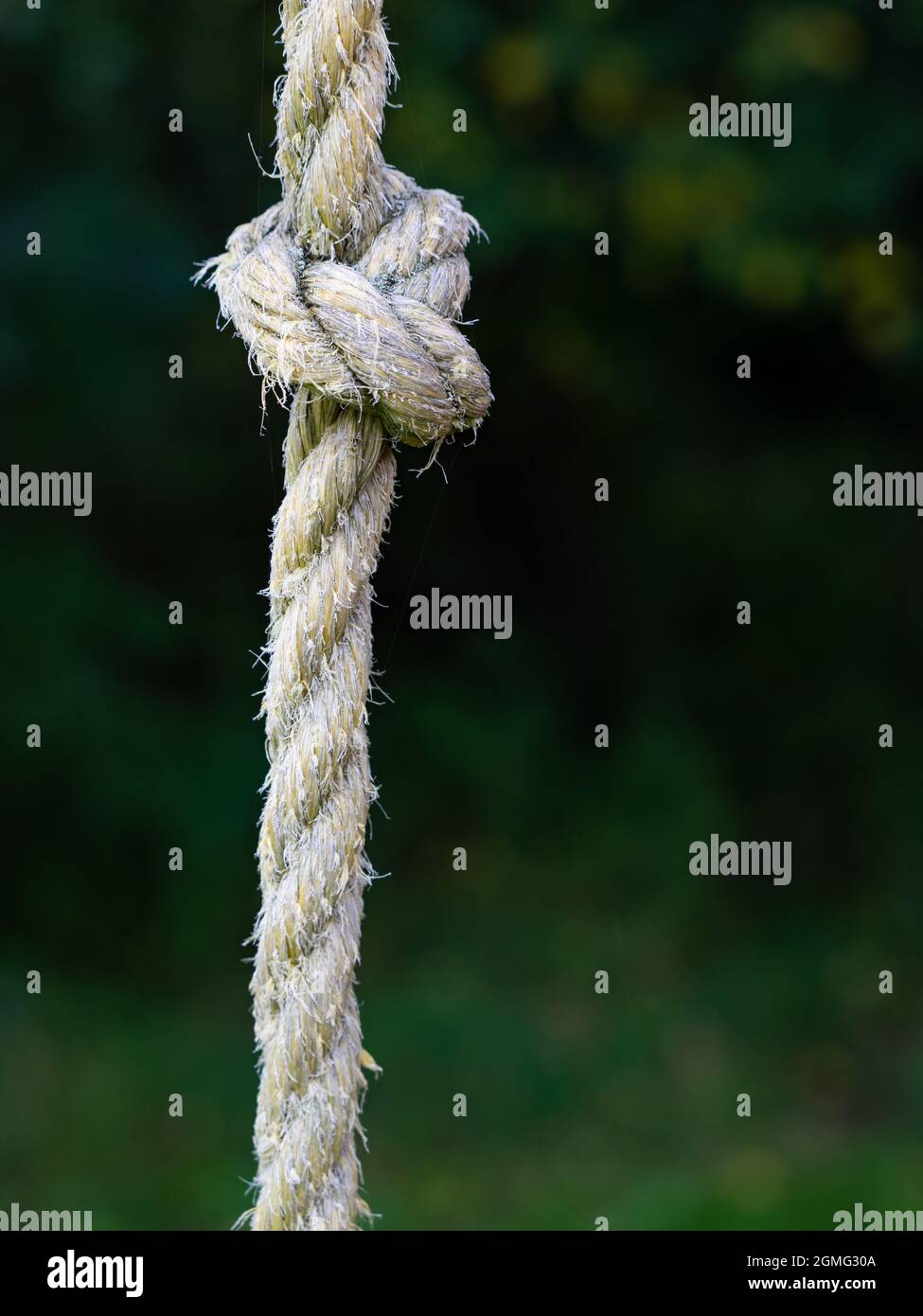 Knotted sports rope hanging from crossbar of horizontal bars on trees ...