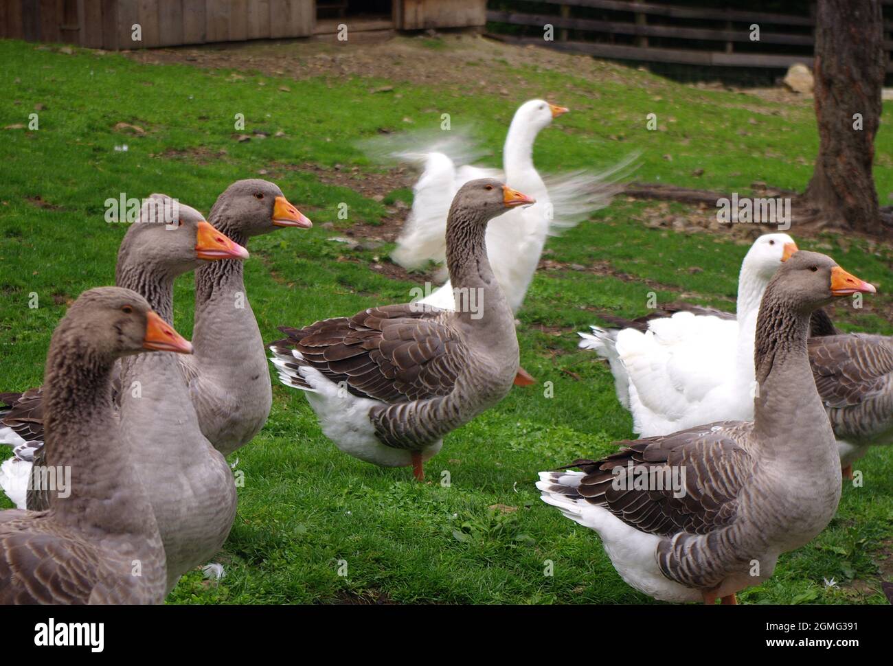 Domestic agriculture hi-res stock photography and images - Alamy
