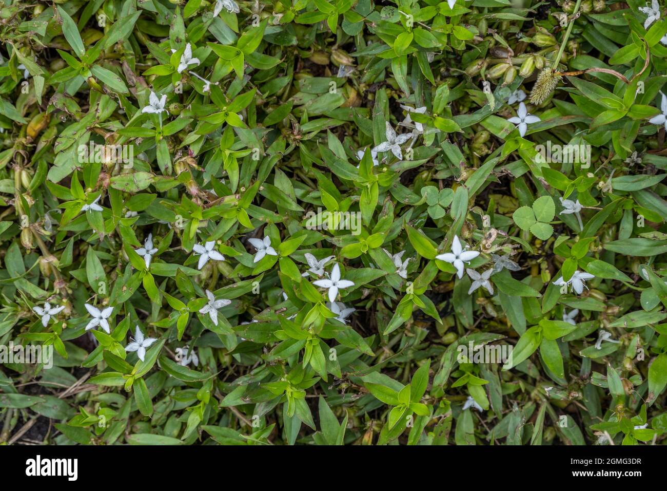 Looking down on a buttonweed plant that grows in the south that is a ...