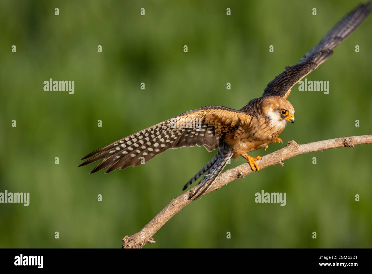 Landing female red footed falcon Stock Photo - Alamy
