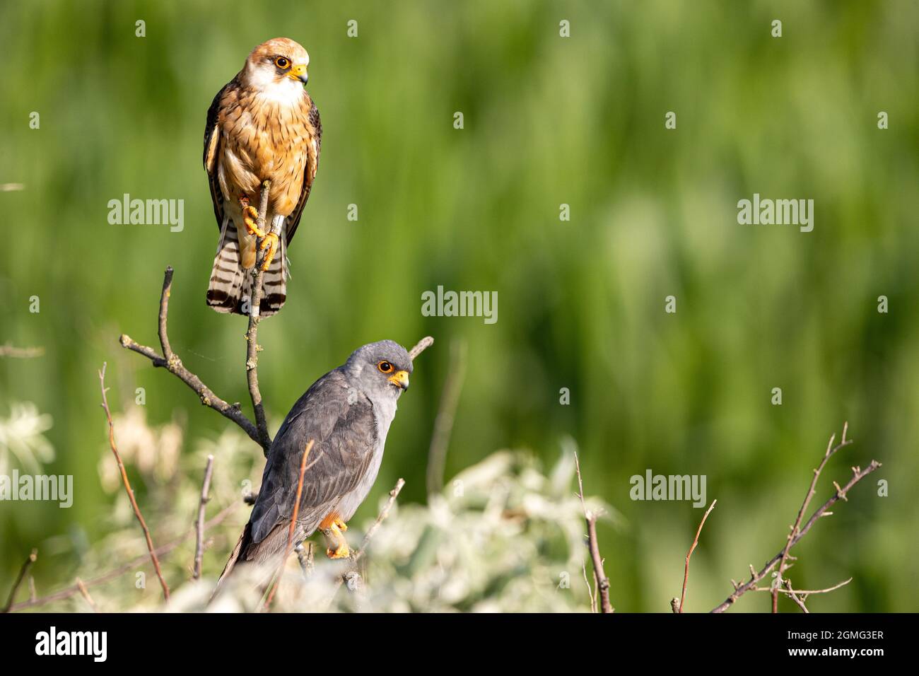 Red footed falcons hi-res stock photography and images - Alamy
